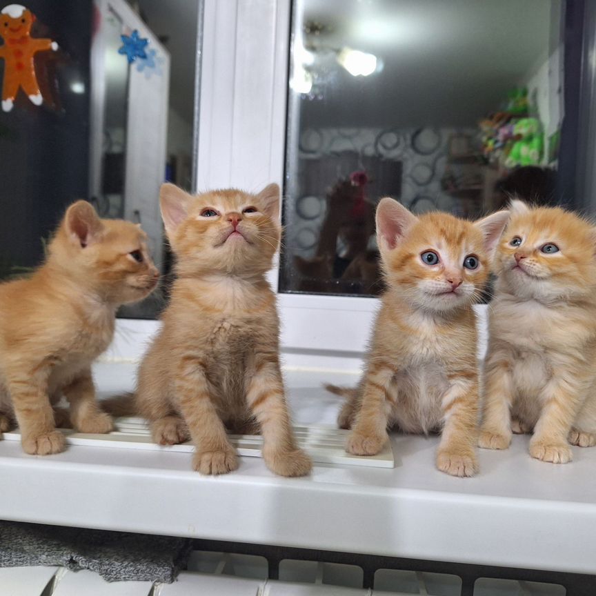 Котятушки