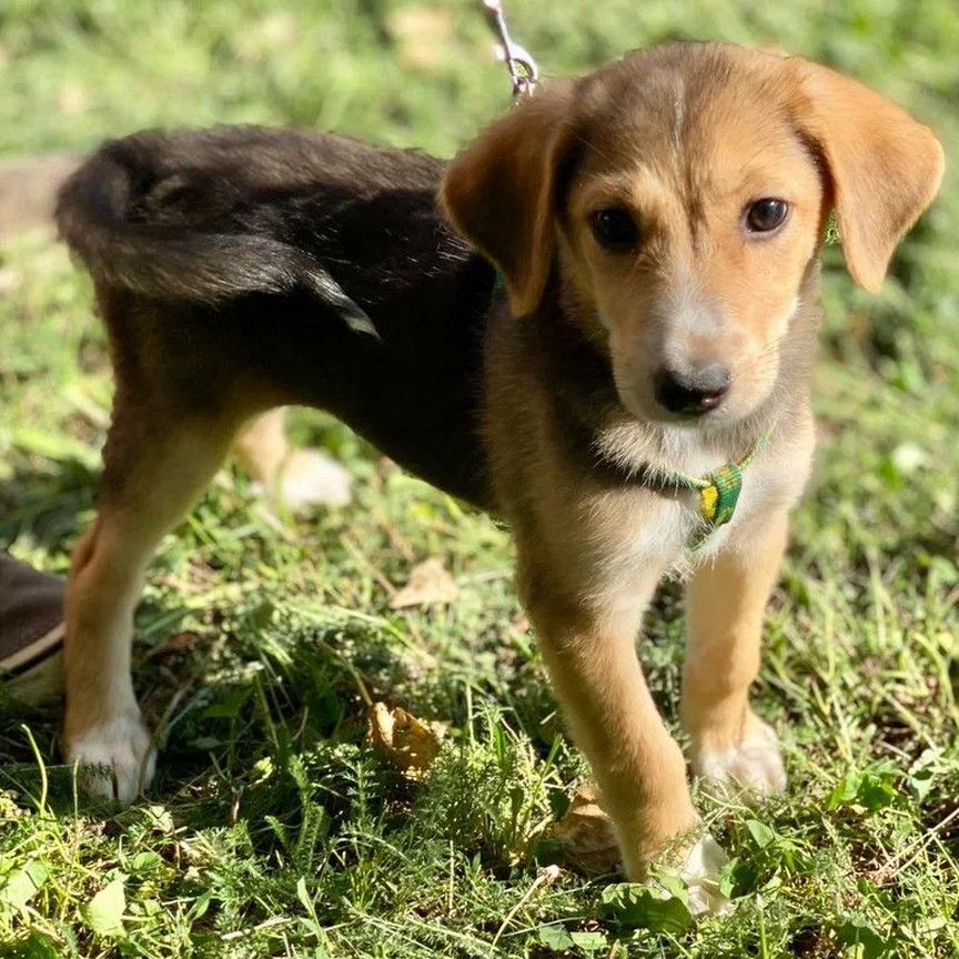 Собака в добрые руки отдам бесплатно