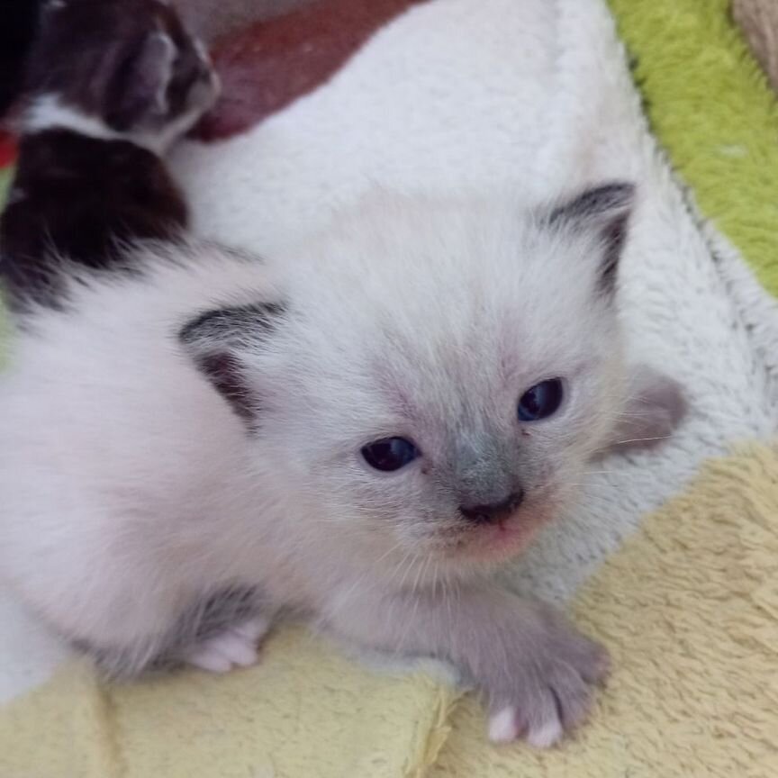 Котёнок в добрые руки