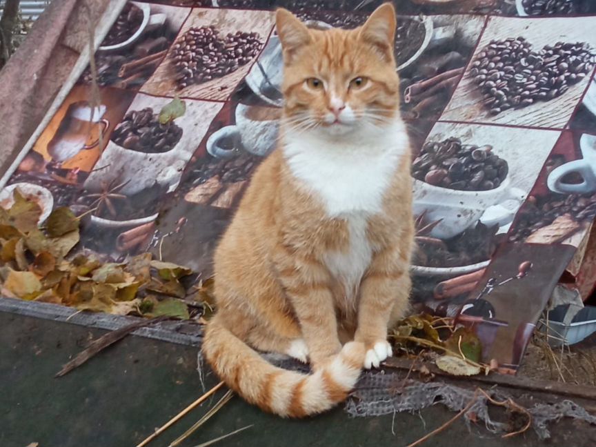 Рыженький котенок