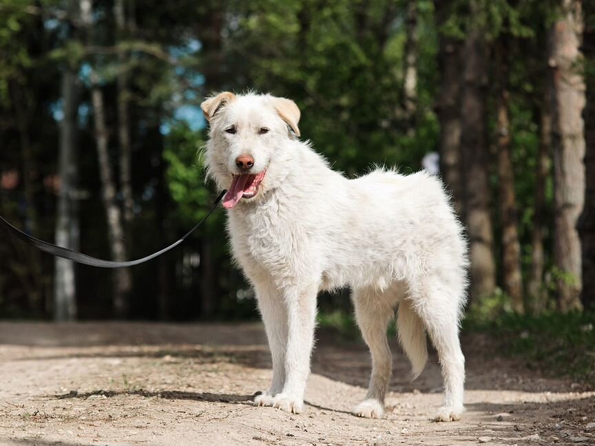 Молодой пёс (кобель) Снежок