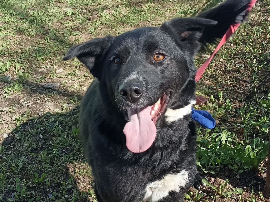 Умный добрый Сэм, помогите парню не пропасть