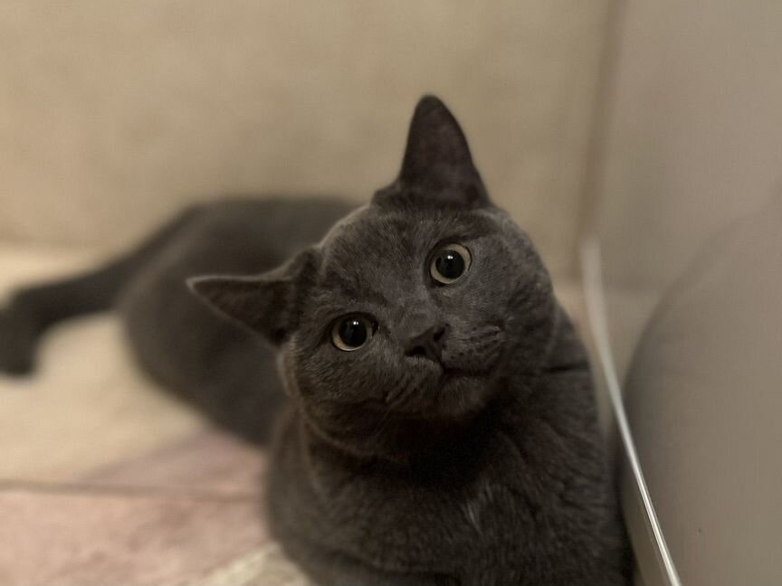 Британский кот