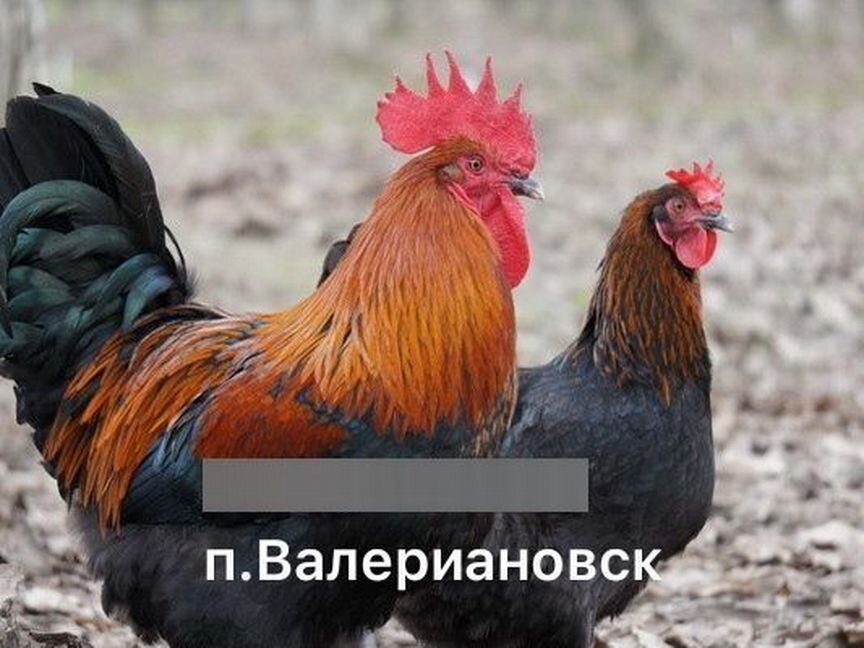 Петух Маран