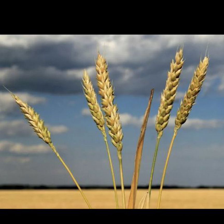 Продам пшеницу