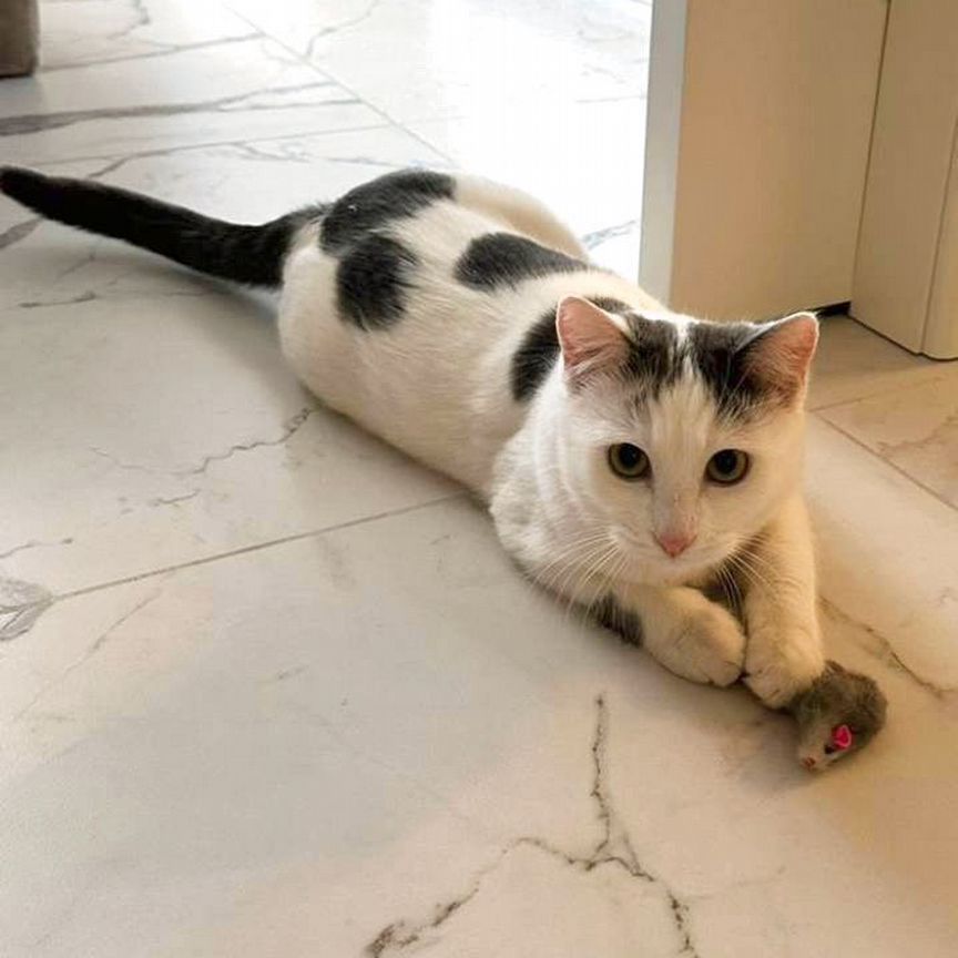 Кошка Матильда ищет дом
