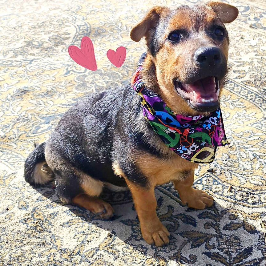 Щенок в добрые руки