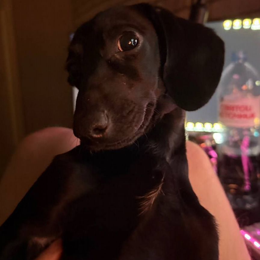 Такса, щенок