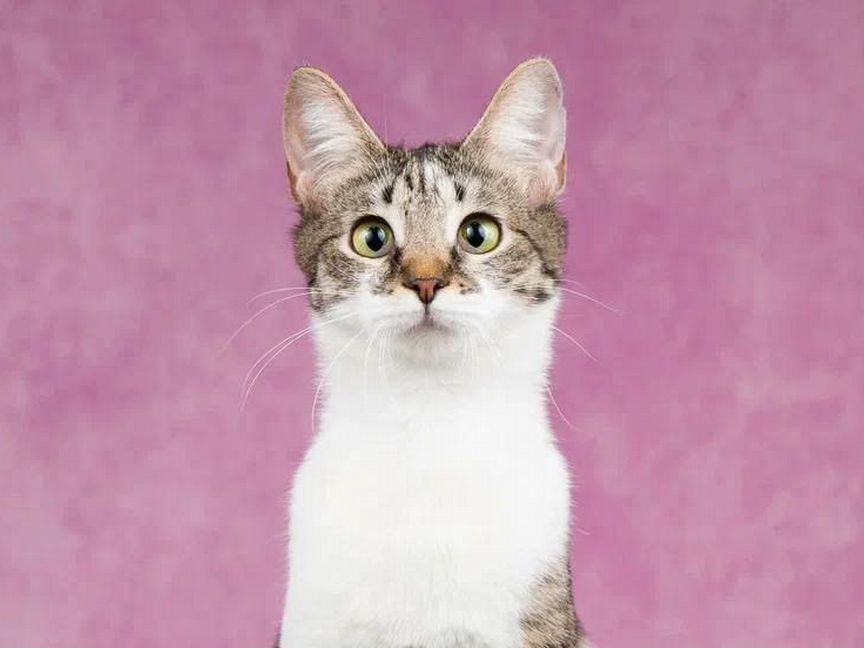 Кошечка-подросток ищет дом