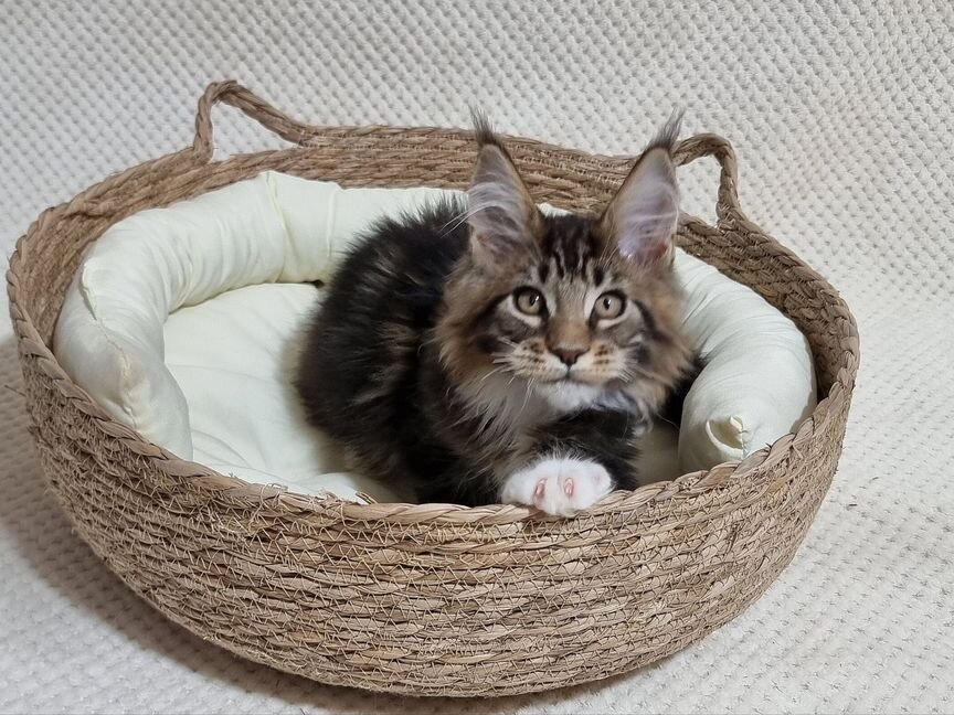 Котята мейн-кун