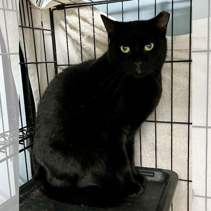 Взрослая кошка в добрые руки