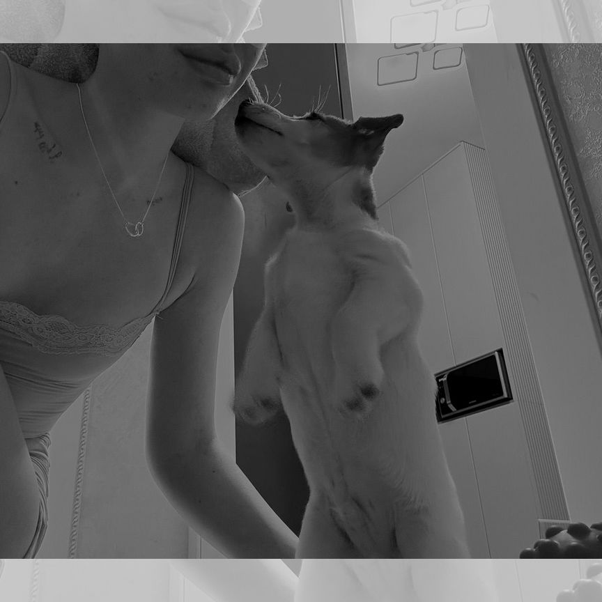 Щенки джек рассел терьер