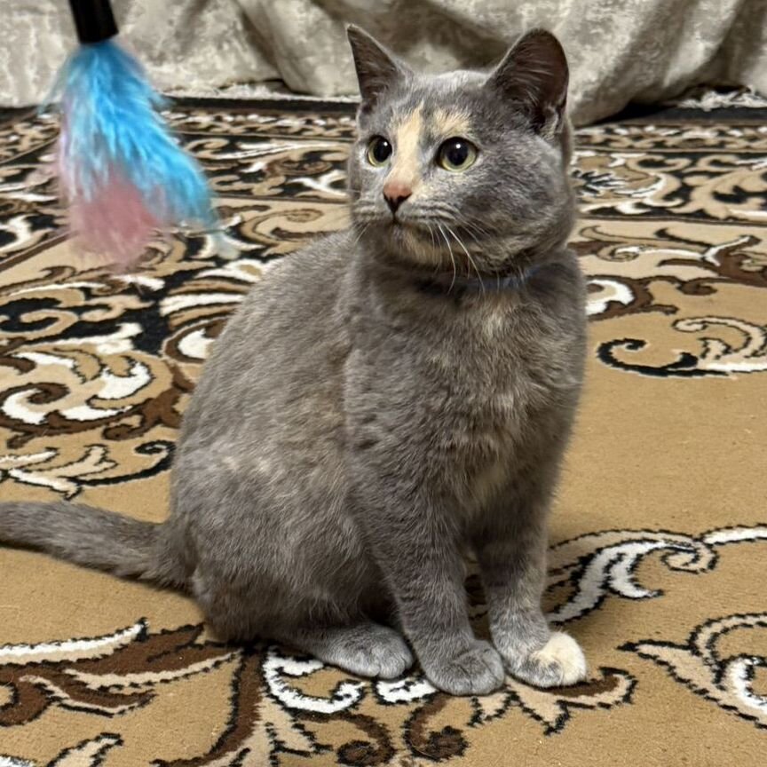 Отдаю котяток бесплатно