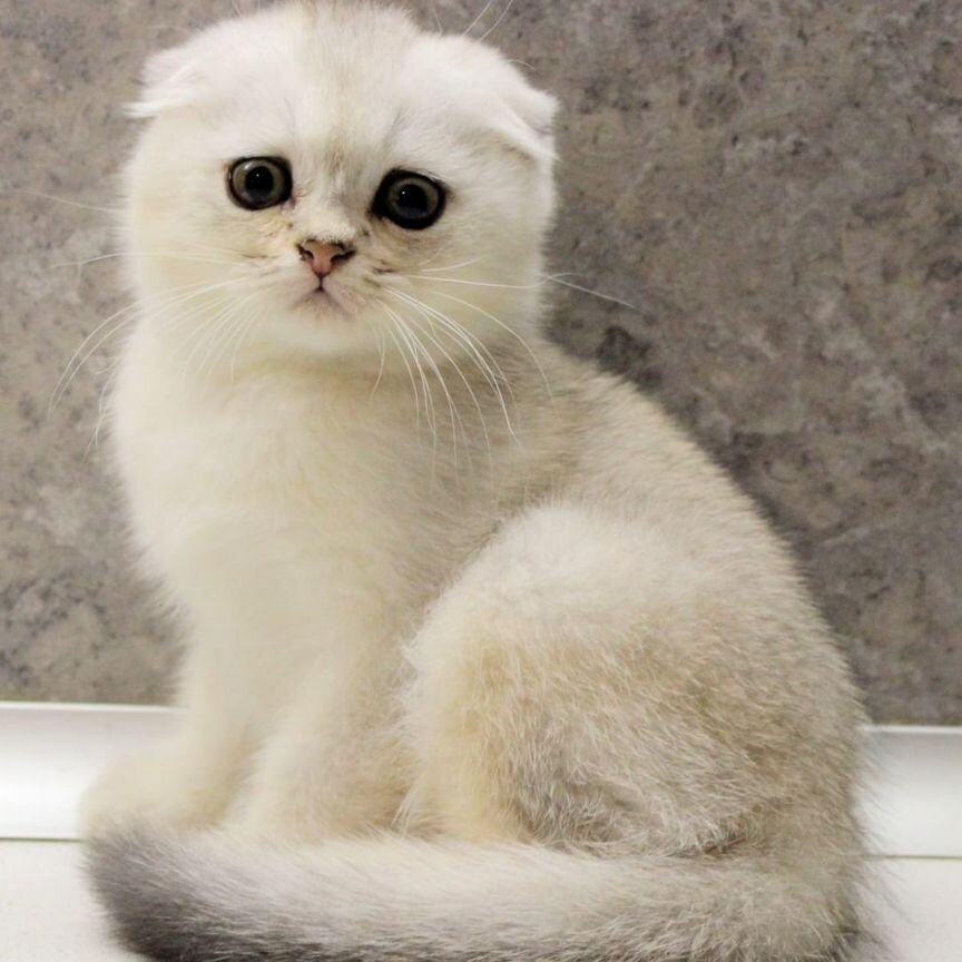 Шотландский мальчик