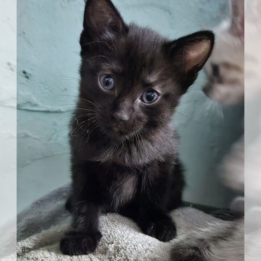 Котёнок в добрые руки