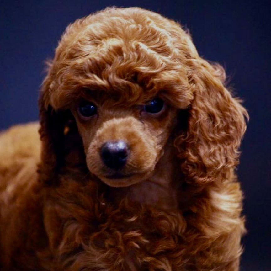 Той-пудель, щенок