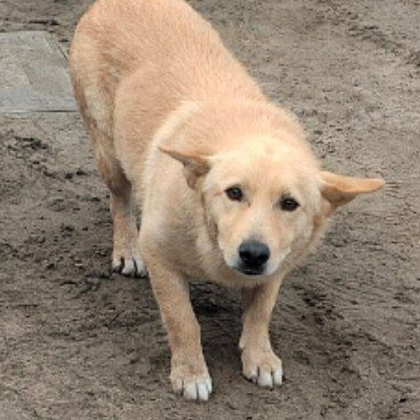 Взрослая собака в добрые руки