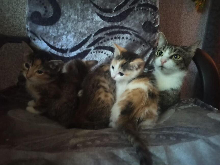 Котята в добрые руки