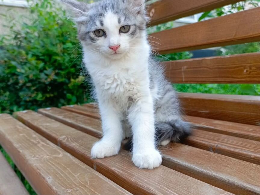 Котенок в добрые руки