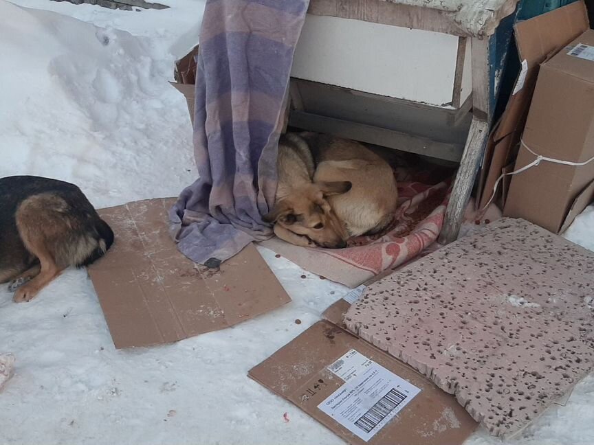 Собаки нуждаються в помощи