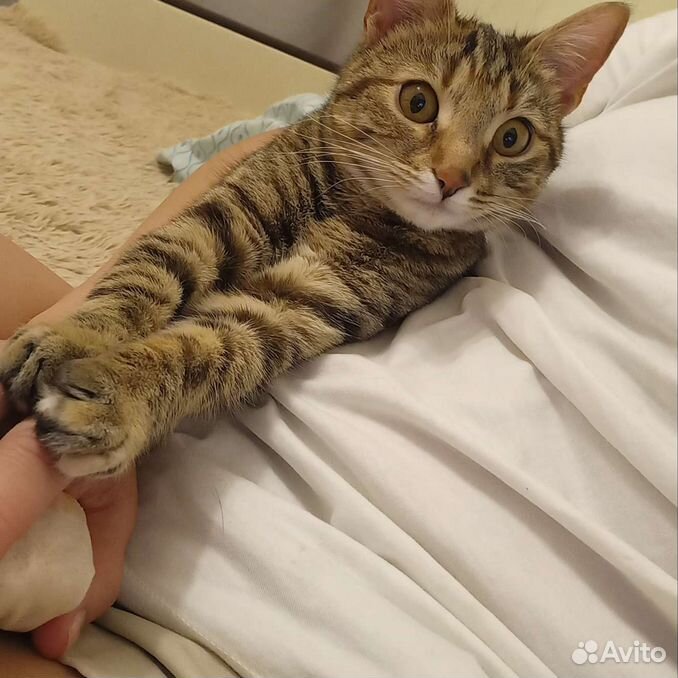 Кошка смесь с бенгальской