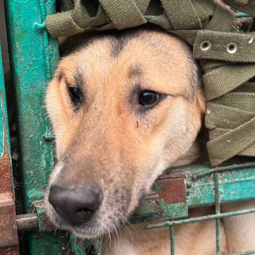 Взрослая собака в добрые руки