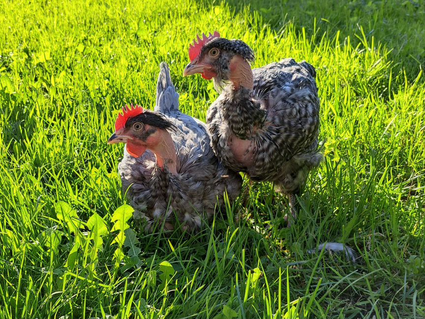 Петух голошеей