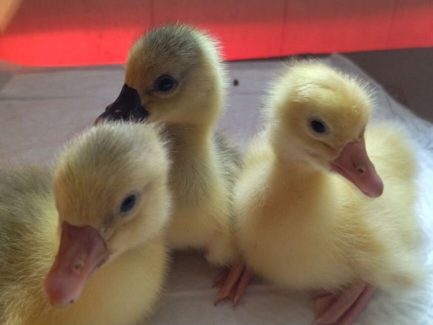 Гусята подрощенные