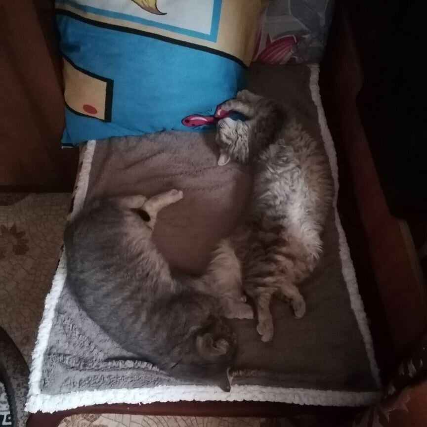 Отдам бесплатно, в надёжные добрые руки. Котиков