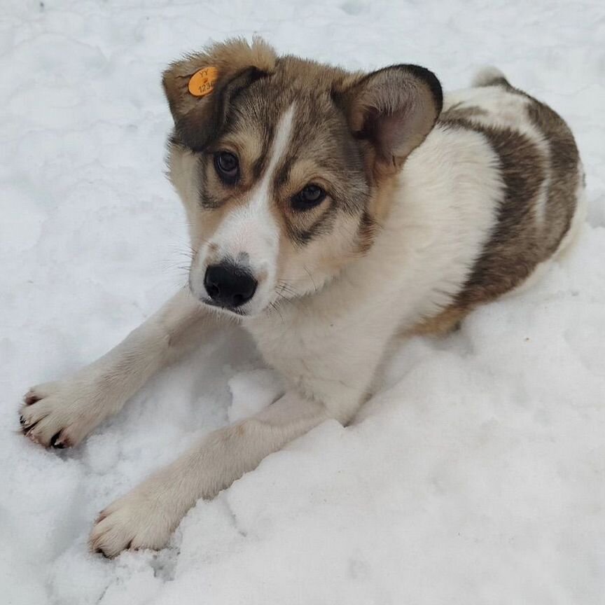 Щенки