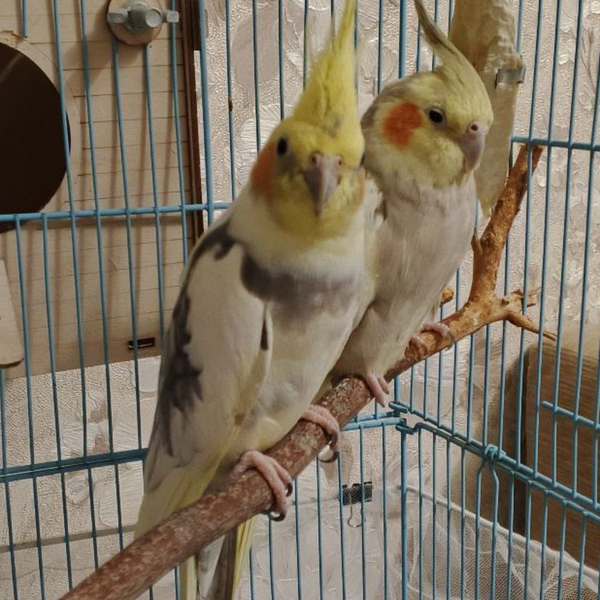 Попугай корелла