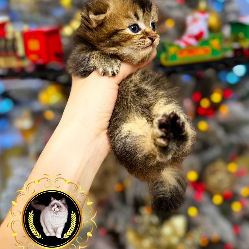 Манчкин котёнок