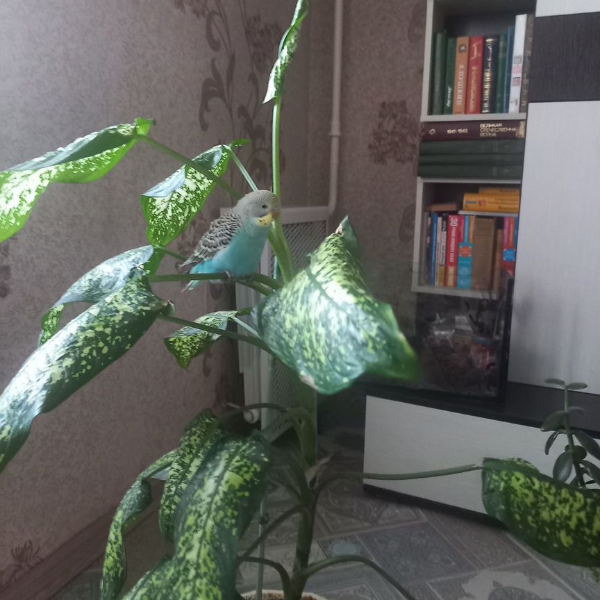 Попугай с клеткой