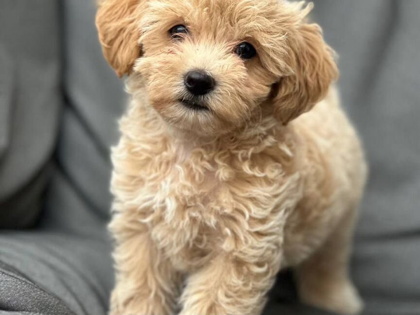 Щенок мальтипу