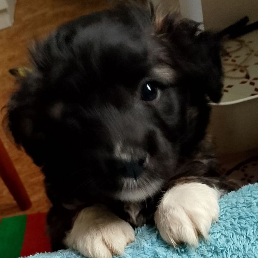 Щенок в добрые руки