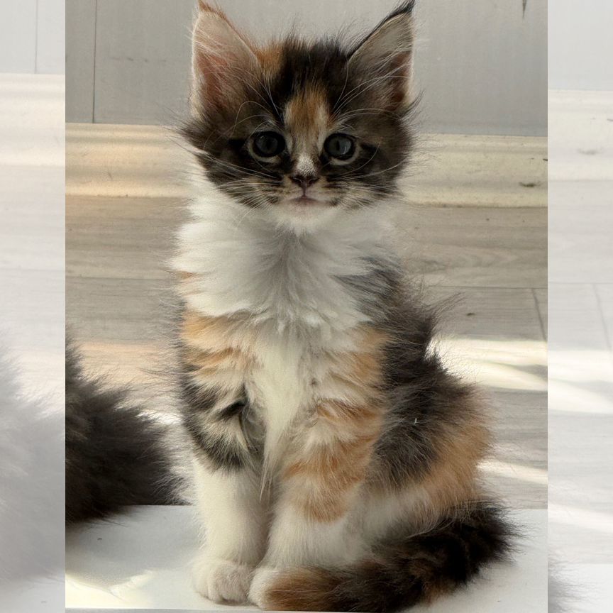 Мейн-кун котёнок