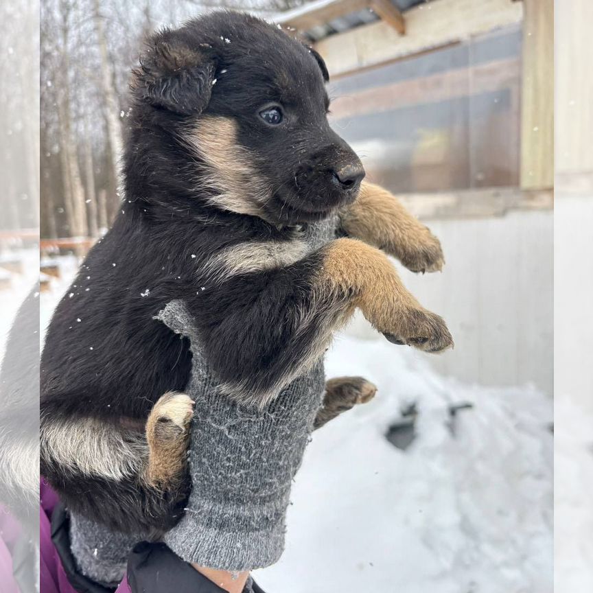 Щенок в поисках дома