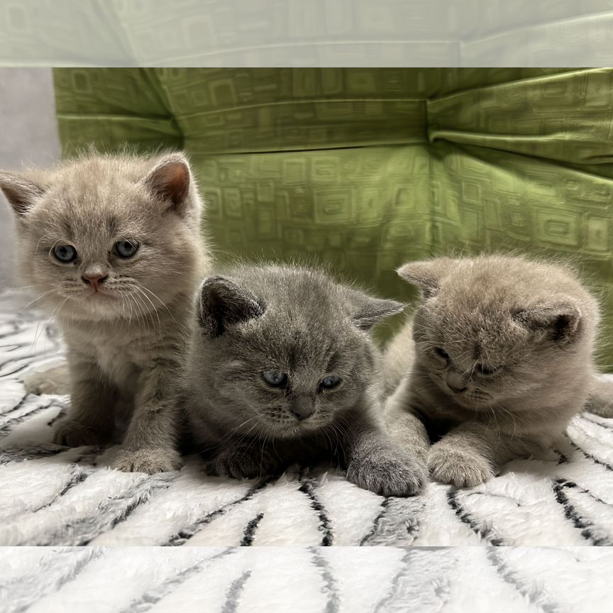 Британский короткошёрстный котёнок