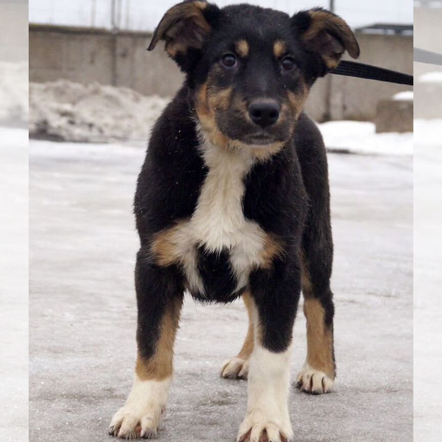 Дружок ищет дом