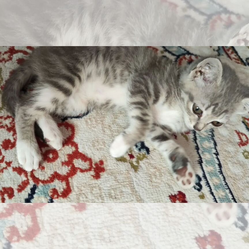 Британский длинношёрстный котёнок