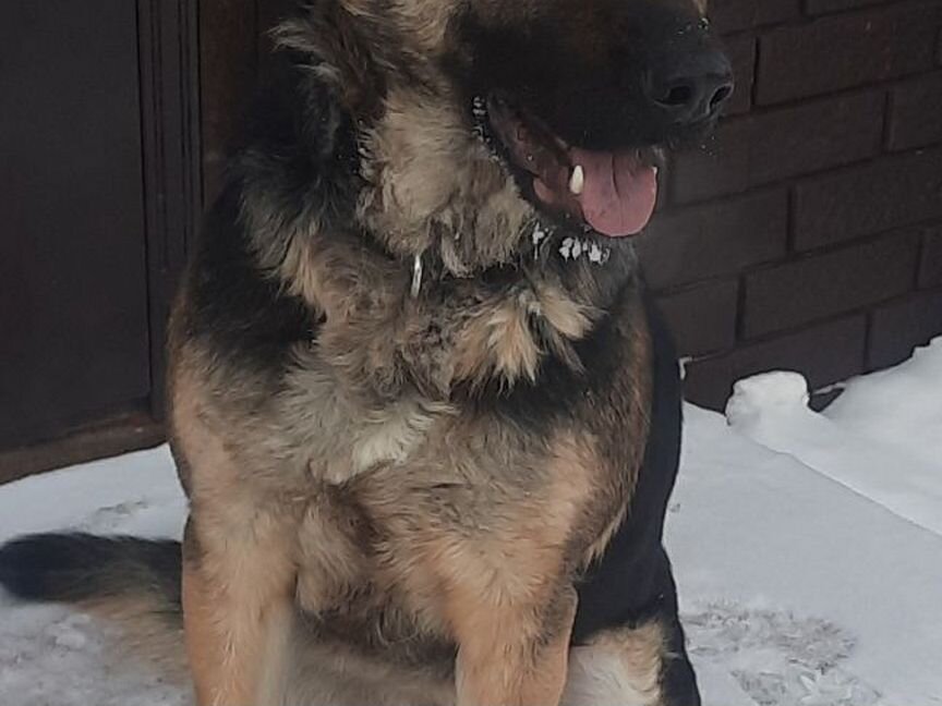 Немецкая овчарка