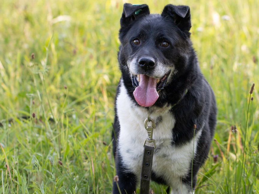 Собака в добрые руки, его били и в него стреляли