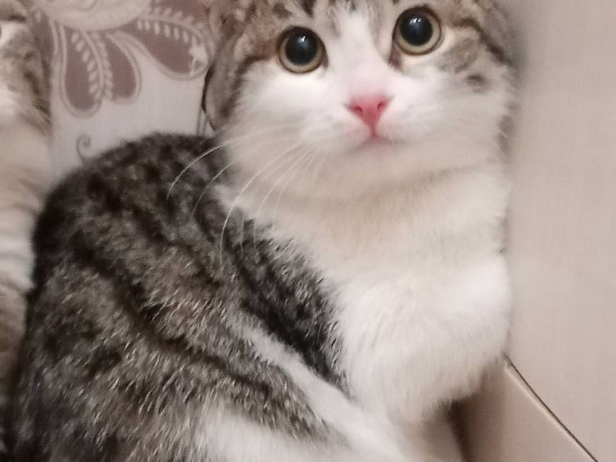 Котята сестрички Маша и Настя
