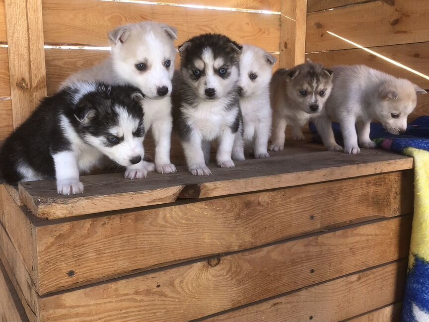 Щенки хаски в добрые руки, не чистокровные