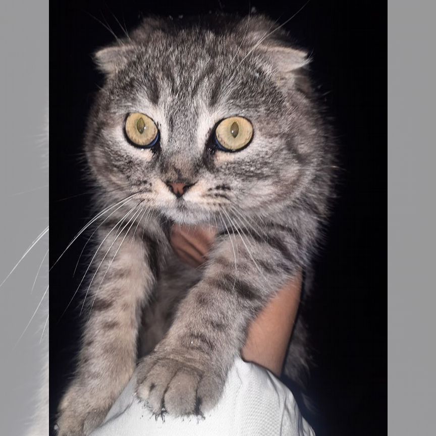 Шотландский вислоухий короткошёрстный котёнок