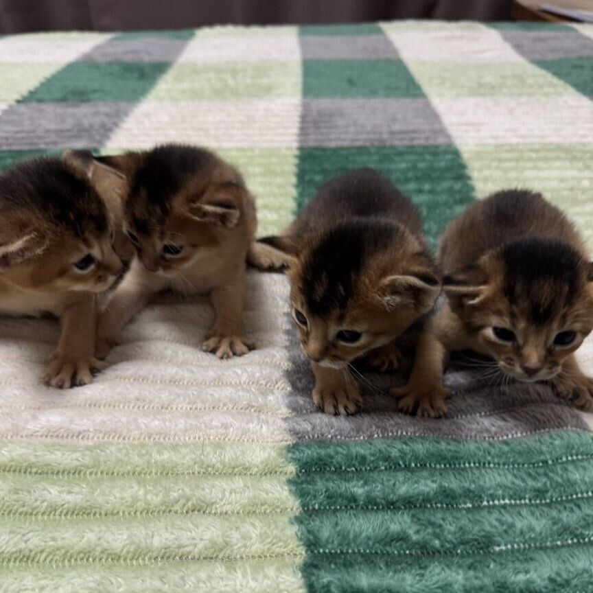 Абиссинский котёнок
