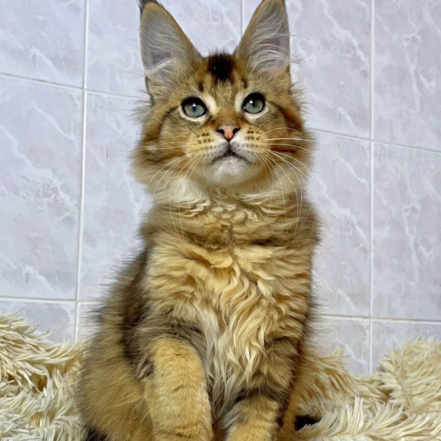 Золотой мейн кун