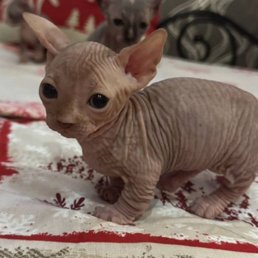 Бамбино котёнок