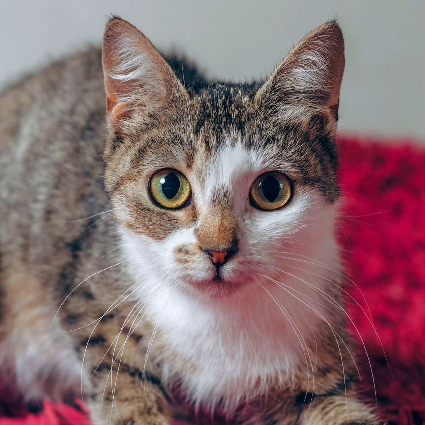 Кошка Зара хочет домой кошка в дар