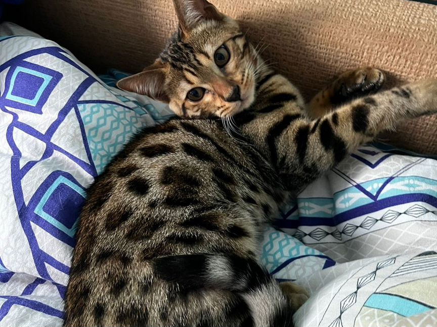 Бенгальские котята